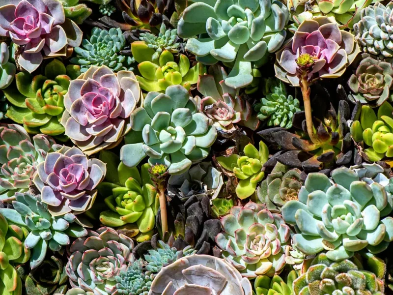 Succulent Care For Beginner Tips: Growing A Healthy Plant – Succulent ...